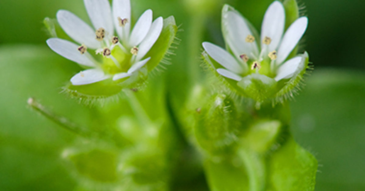 Edible Madison | Chickweed