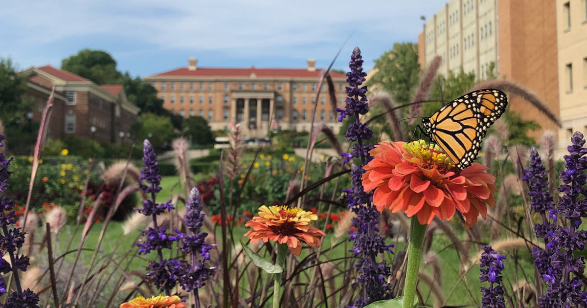 Edible Madison | Pollinators, Beyond the Honeybee