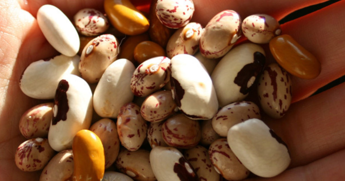 Edible Madison | Magic Beans